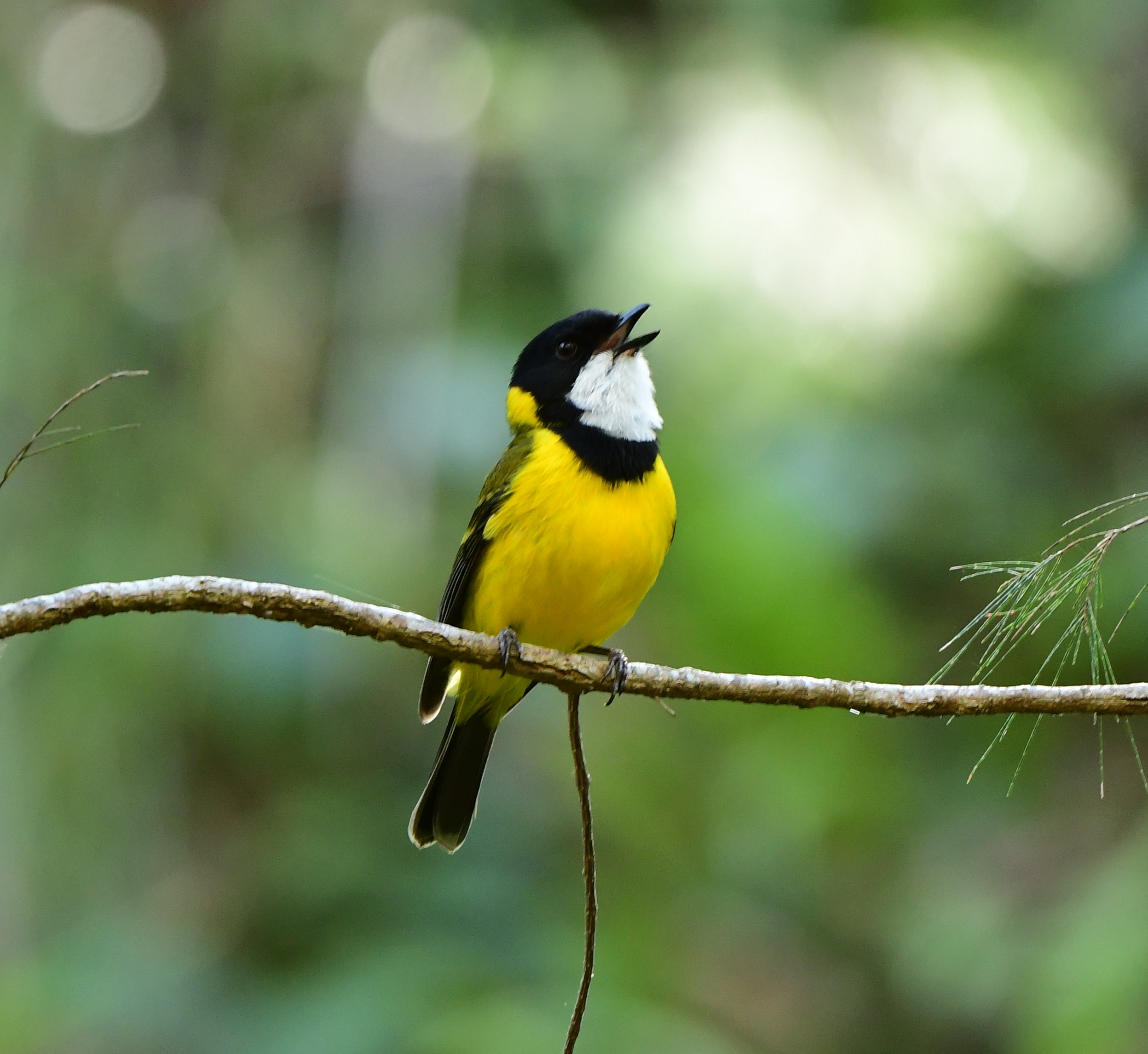 About – Bird Spots