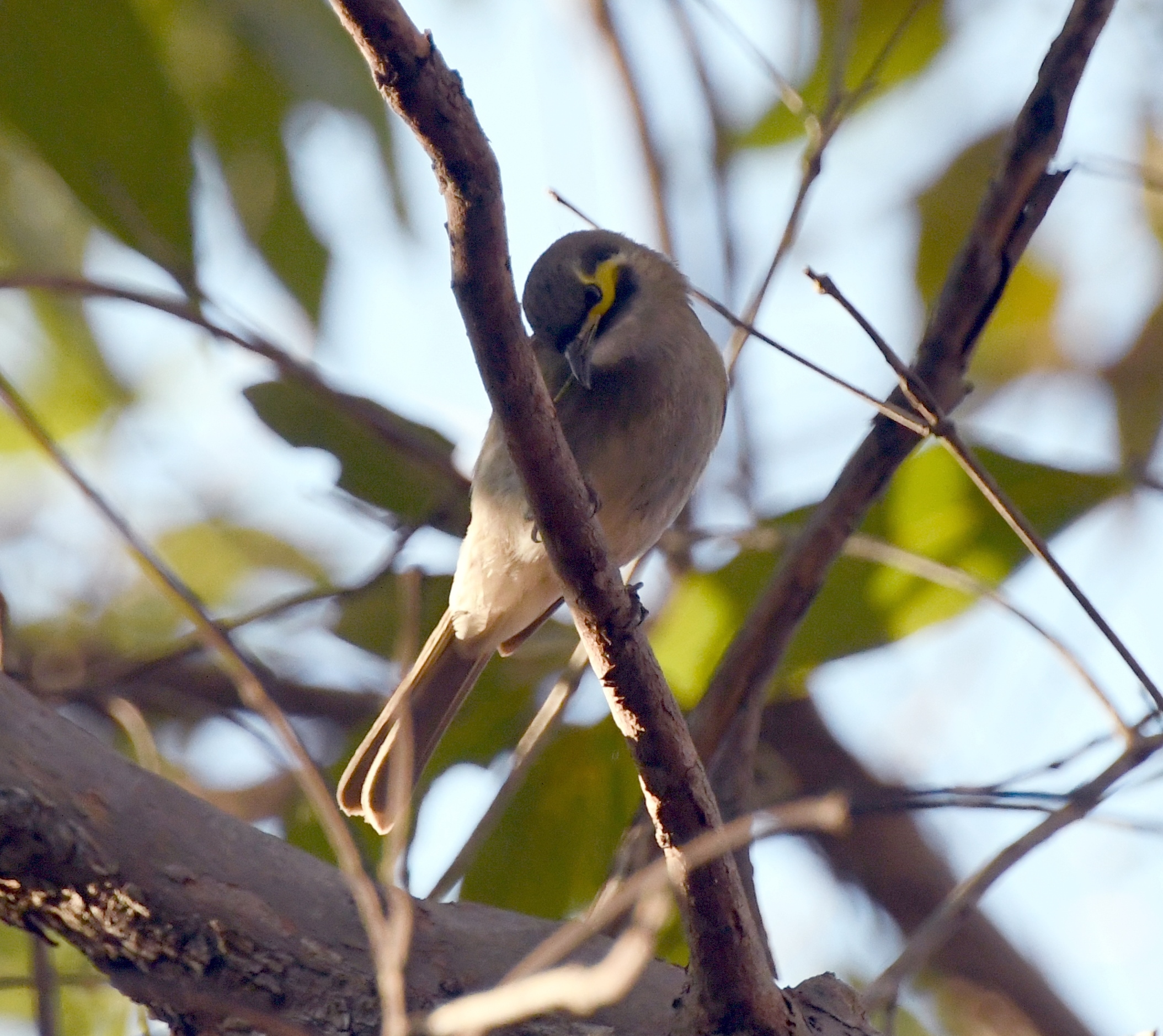 Toohey Forest, Jul/Aug 2020 – Bird Spots