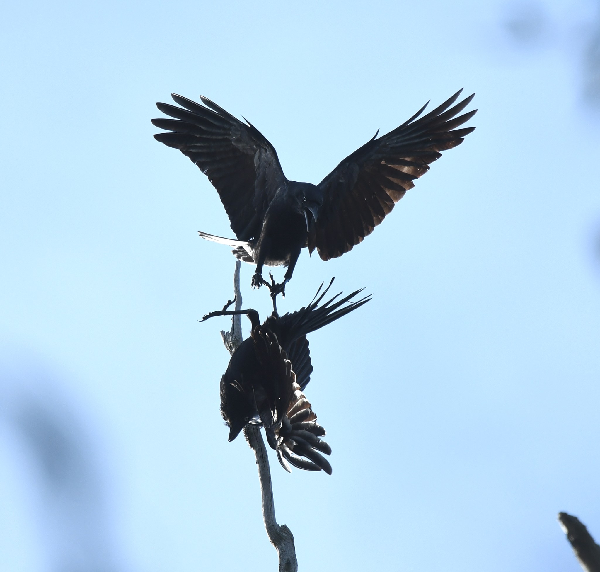 Toohey Forest, Jul/Aug 2020 – Bird Spots