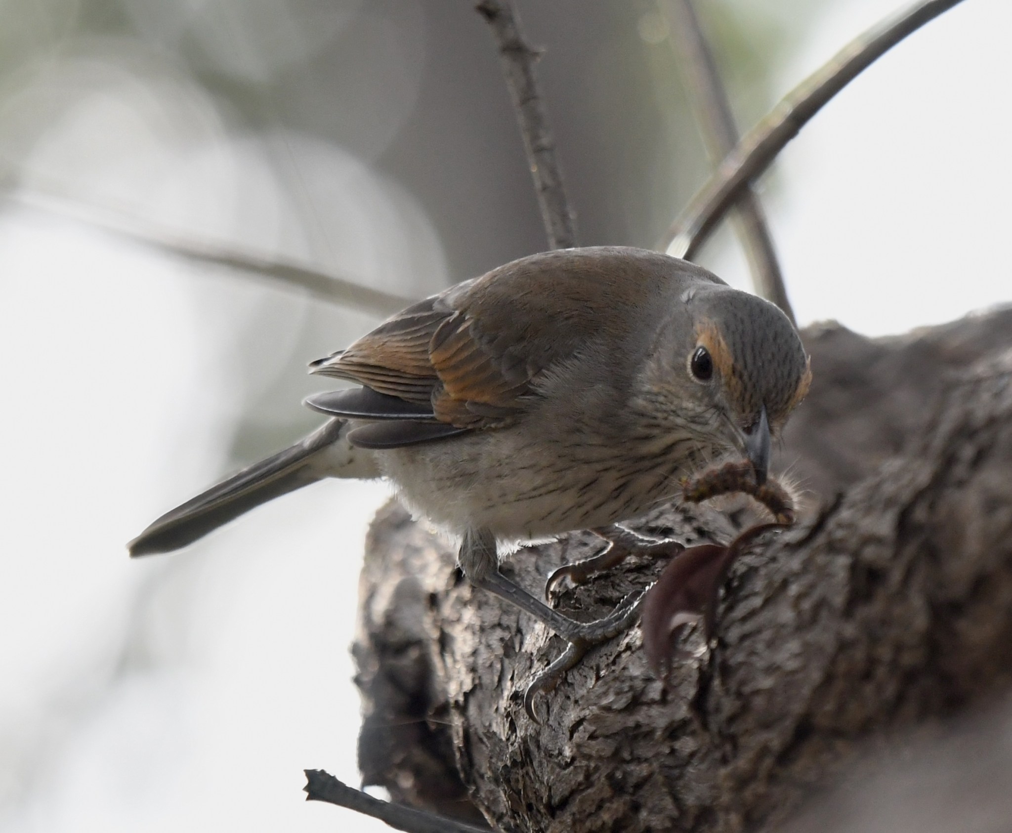 Toohey Forest, Jul/Aug 2020 – Bird Spots