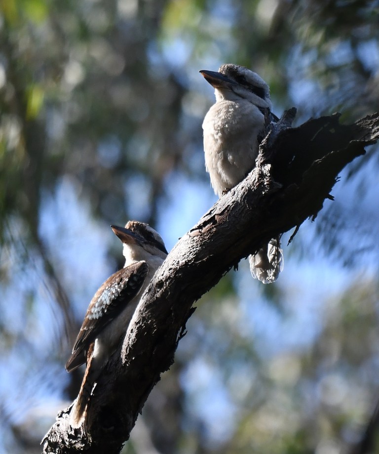 Toohey Forest, Jul/Aug 2020 – Bird Spots