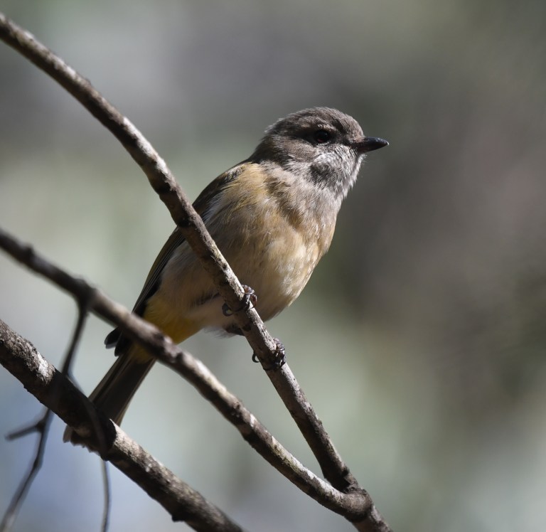 Toohey Forest, Jul/Aug 2020 – Bird Spots