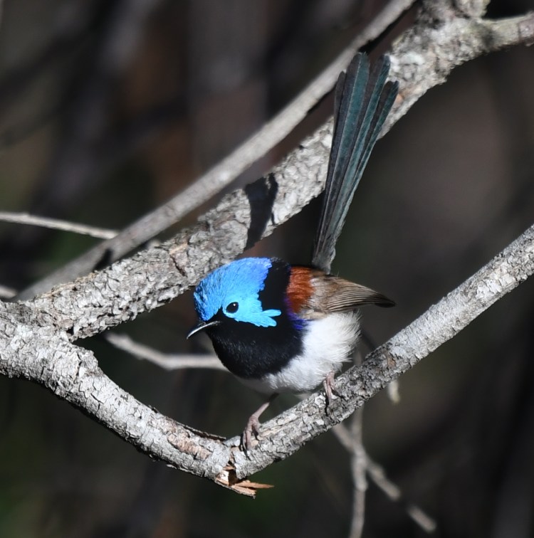 Toohey Forest, Jul/Aug 2020 – Bird Spots
