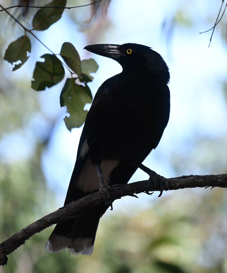 Toohey Forest, Jul/Aug 2020 – Bird Spots