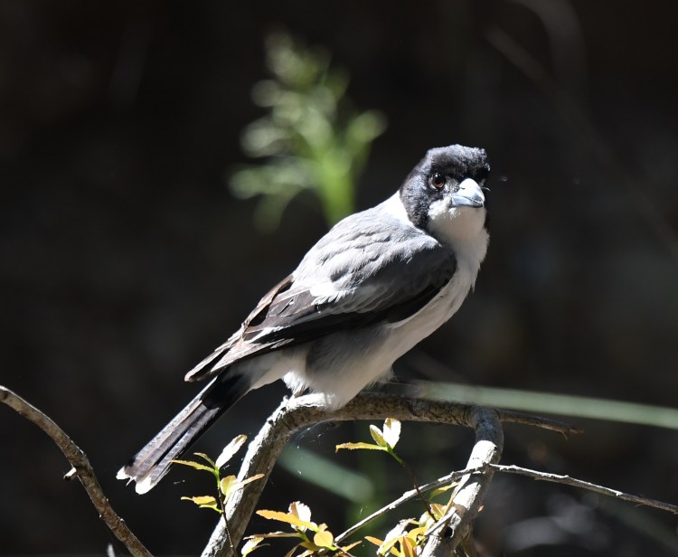 Toohey Forest, Jul/Aug 2020 – Bird Spots