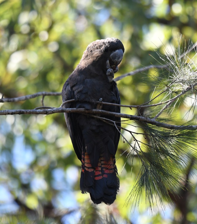 Toohey Forest, Jul/Aug 2020 – Bird Spots