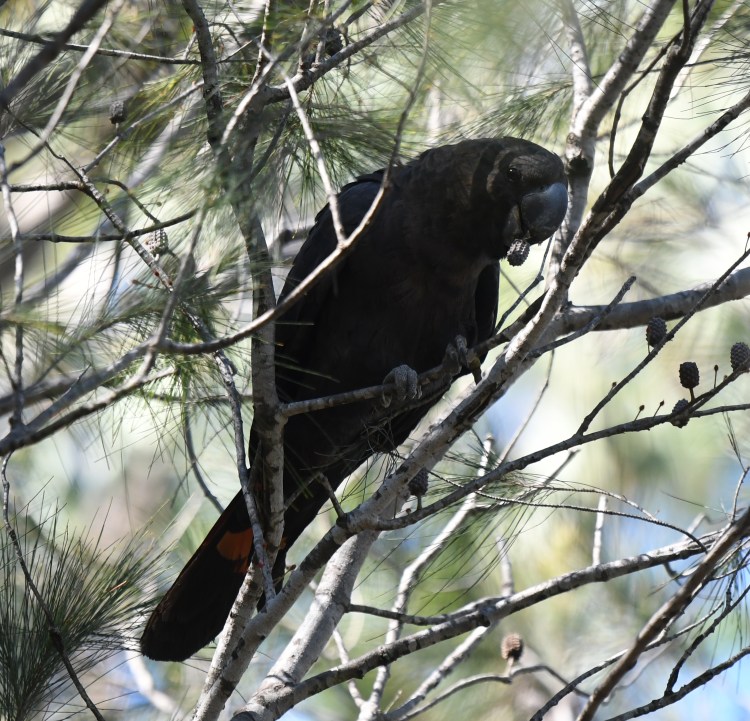 Toohey Forest, Jul/Aug 2020 – Bird Spots