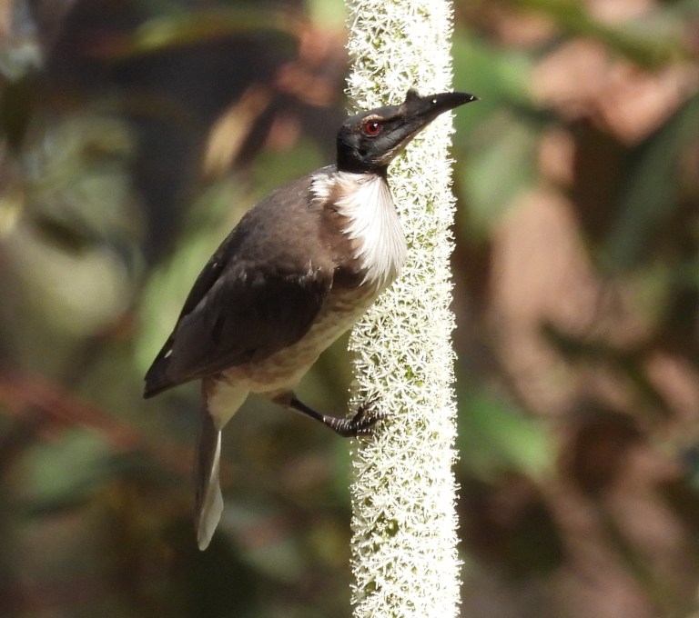 Toohey Forest, Jul/Aug 2020 – Bird Spots