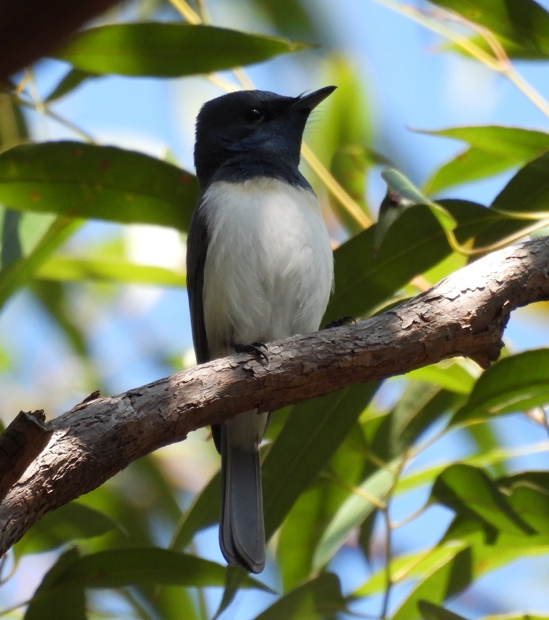 Toohey Forest, Jul/Aug 2020 – Bird Spots
