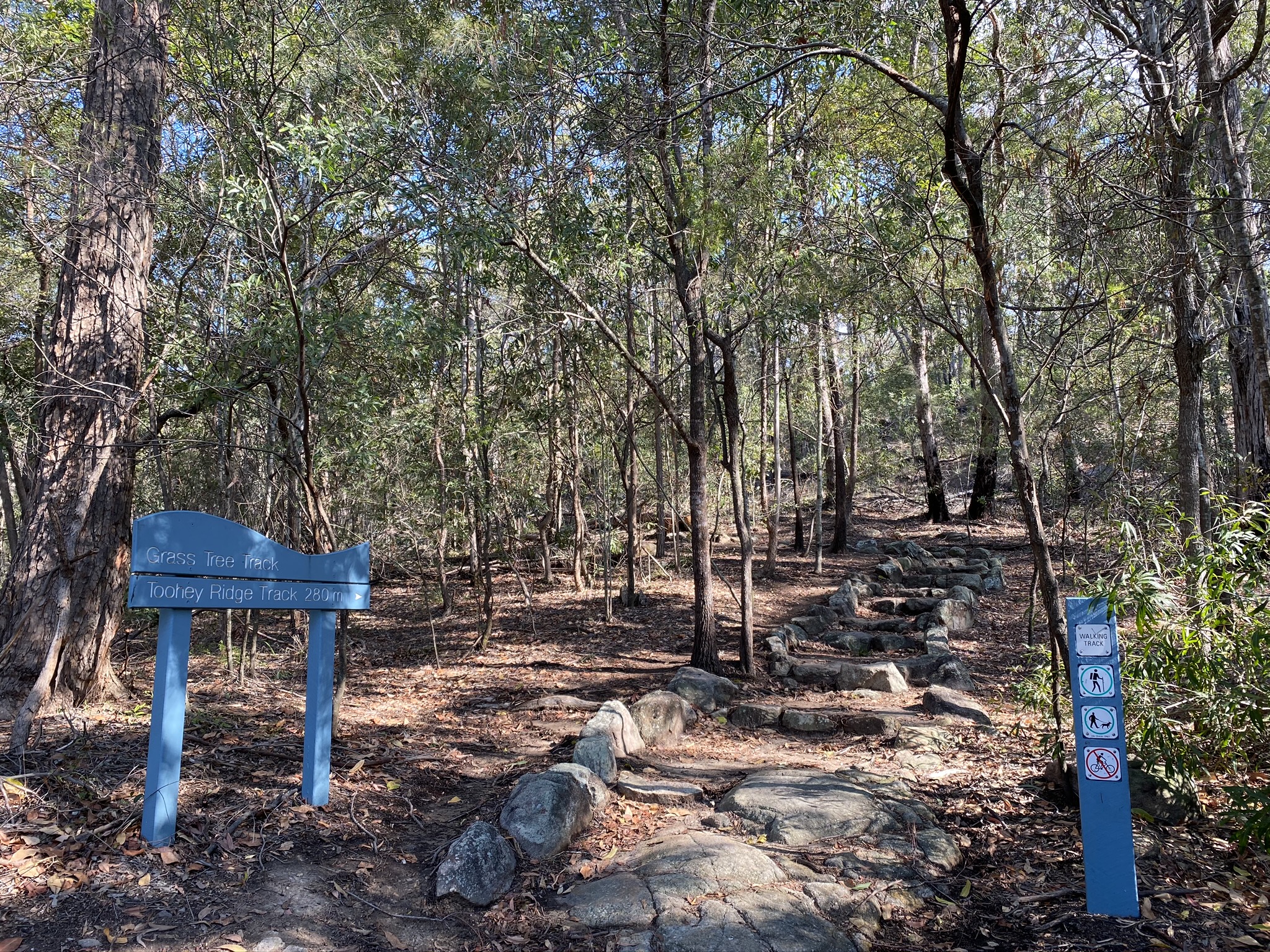 Toohey Forest, Jul/Aug 2020 – Bird Spots