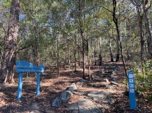 Toohey Forest, Jul/Aug 2020 – Bird Spots