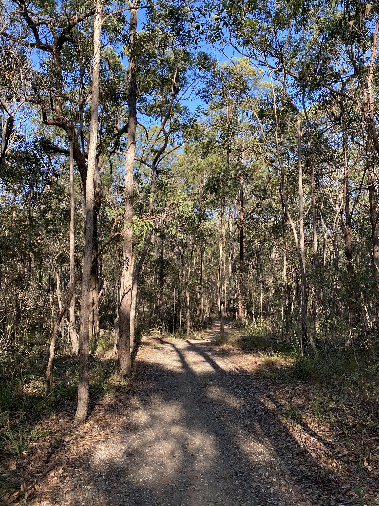 Toohey Forest, Jul/Aug 2020 – Bird Spots