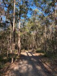 Toohey Forest, Jul/Aug 2020 – Bird Spots
