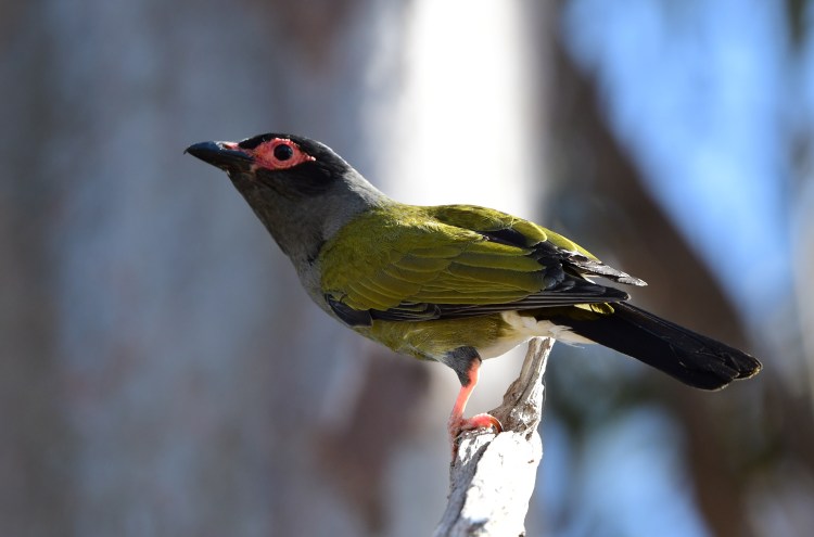Atkinson Dam, 2020-2021 – Bird Spots