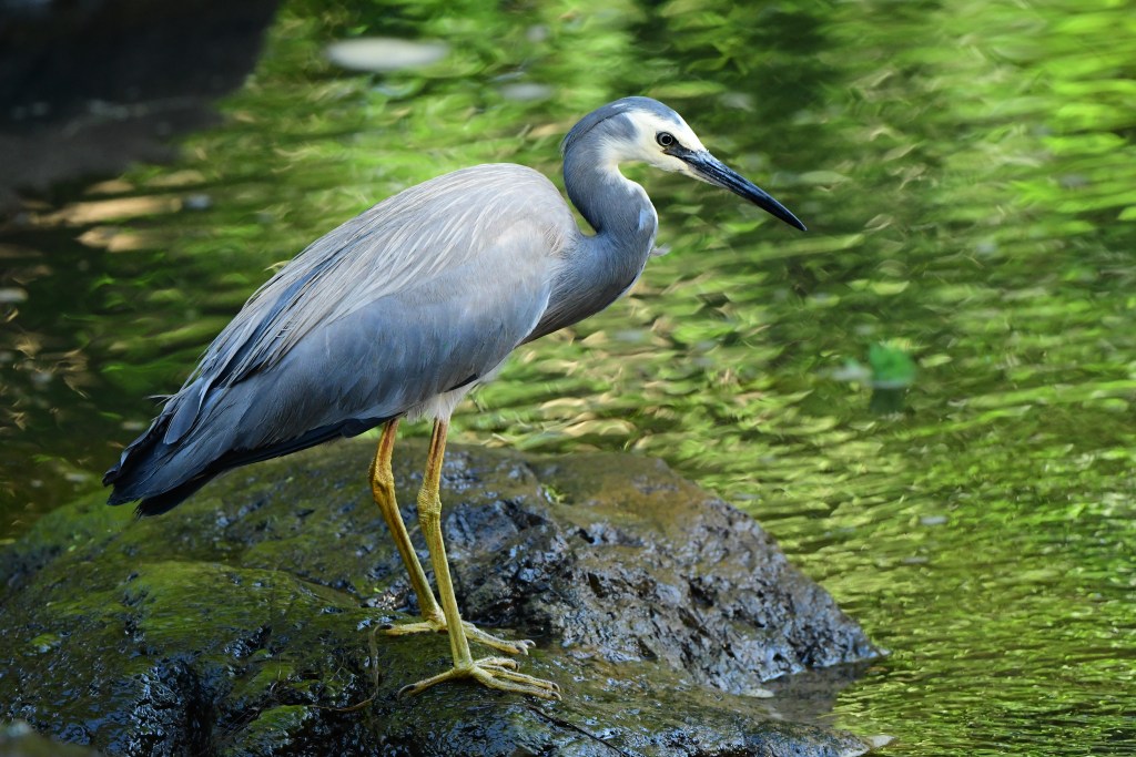 Aqua Promenade, Nov 2020 – Bird Spots