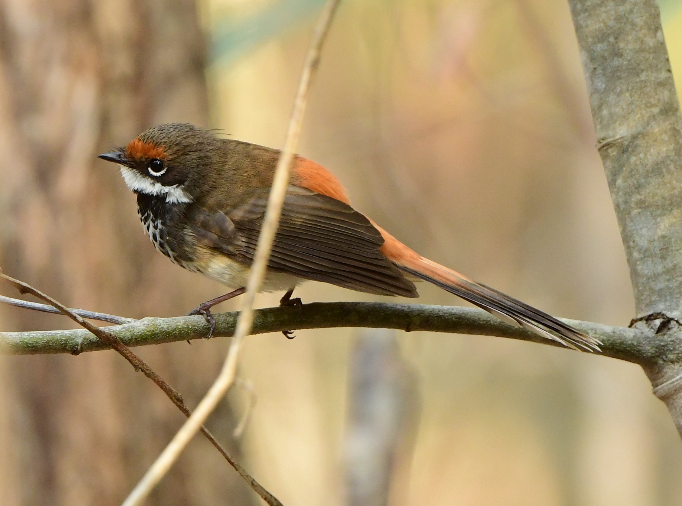 Toorbul, Sep 2020 – Bird Spots