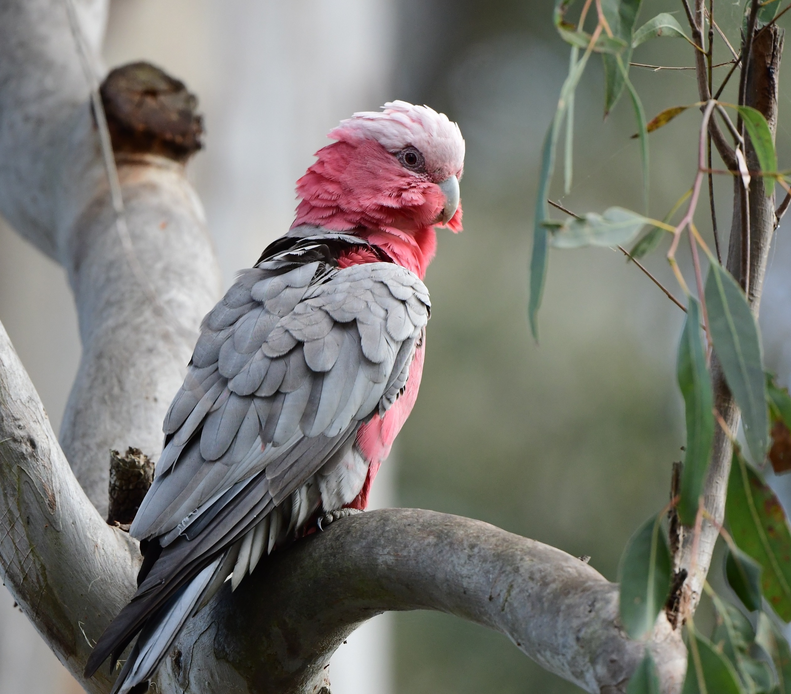 Kholo Botanic Gardens, Sep 2020 – Bird Spots