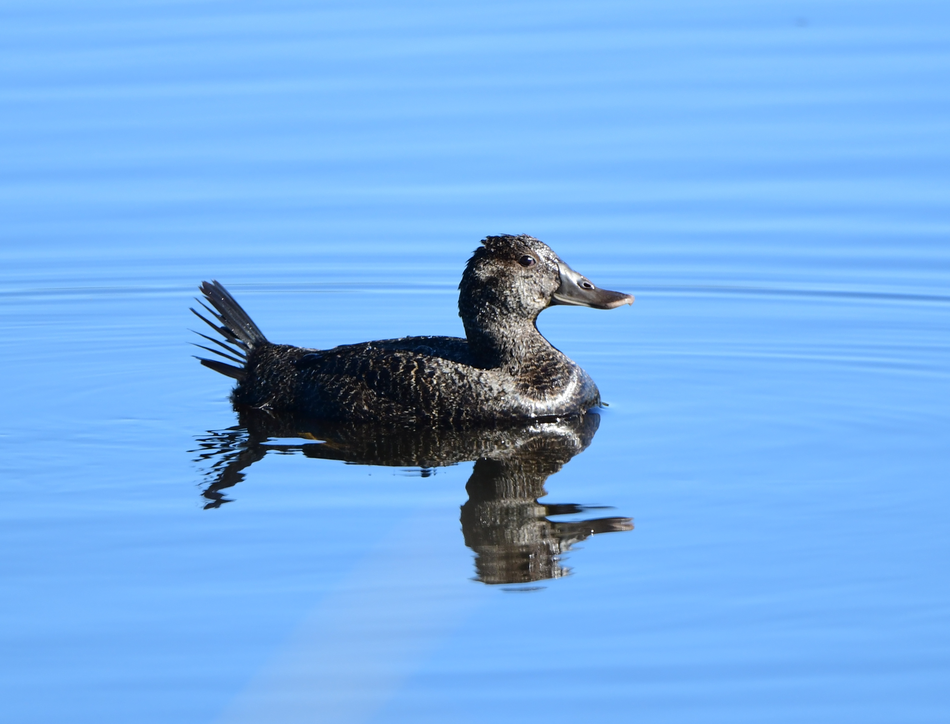 Lake Galletly, 2021-2022 – Bird Spots