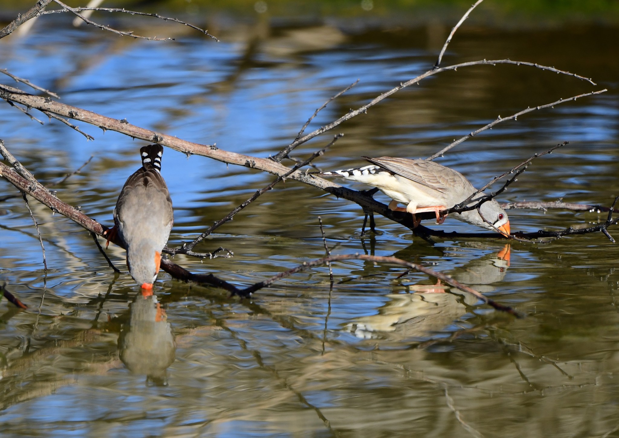 Bowra Sanctuary, Jul 2021 – Bird Spots