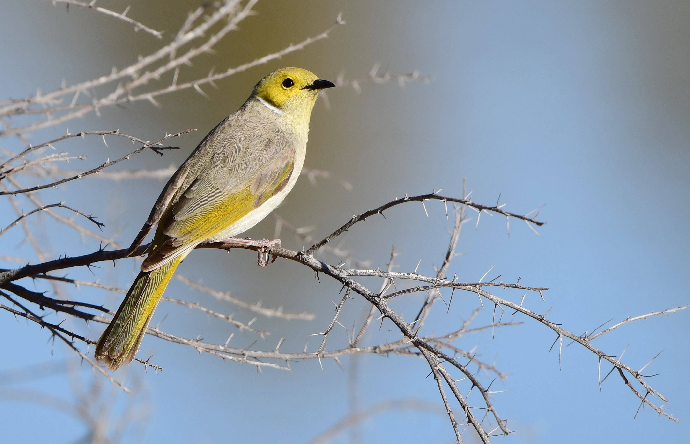Bowra Sanctuary, Jul 2021 – Bird Spots