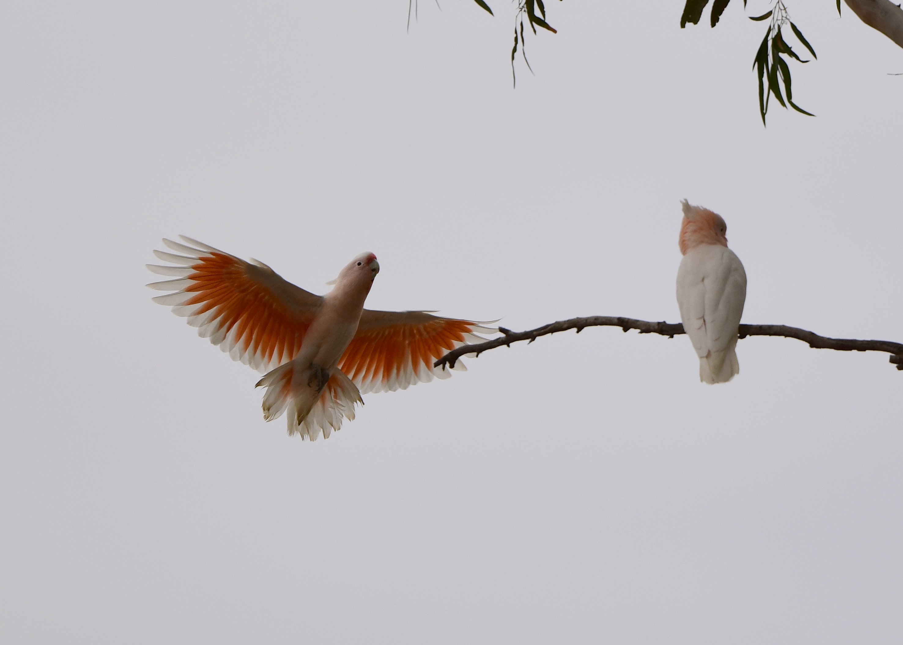 Bowra Sanctuary, Jul 2021 – Bird Spots