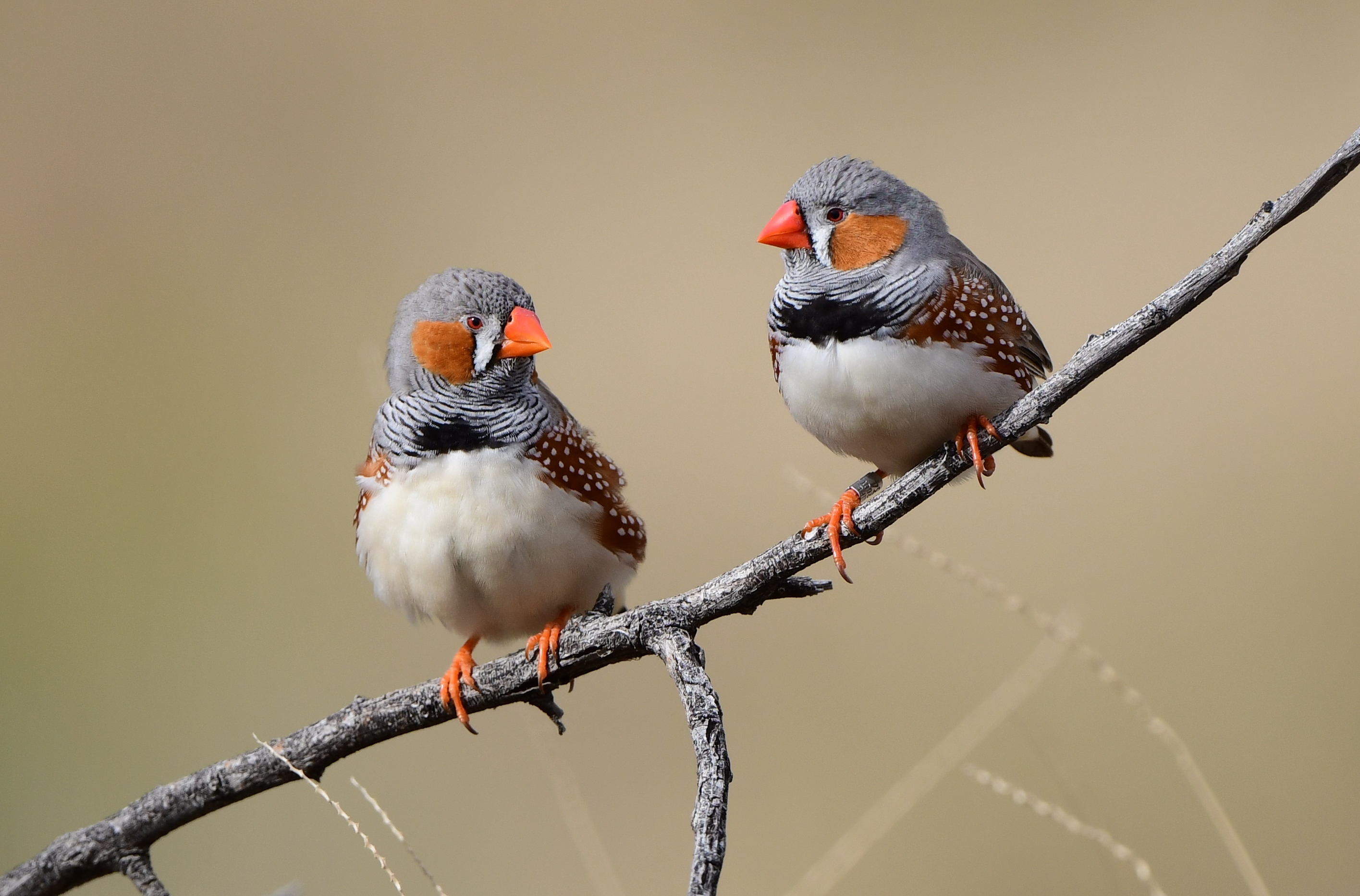 Bowra Sanctuary, Jul 2021 – Bird Spots