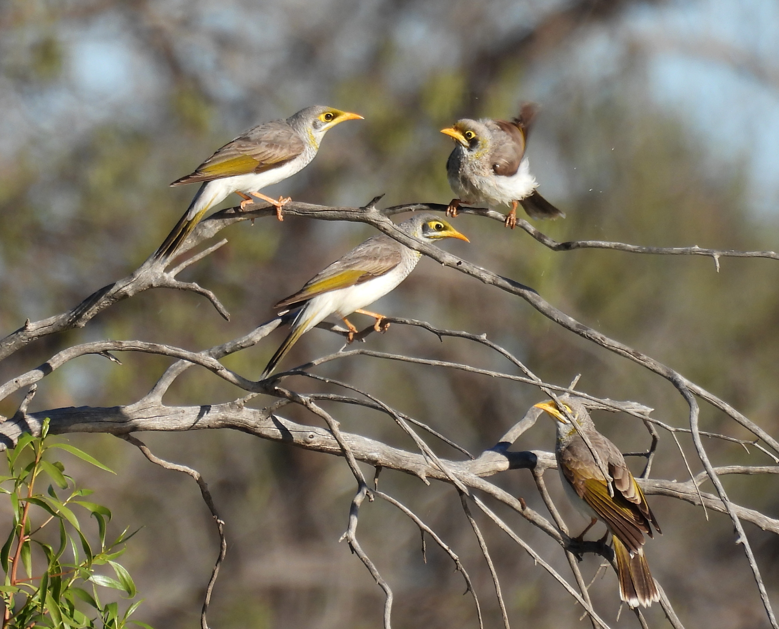 Bowra Sanctuary, Jul 2021 – Bird Spots