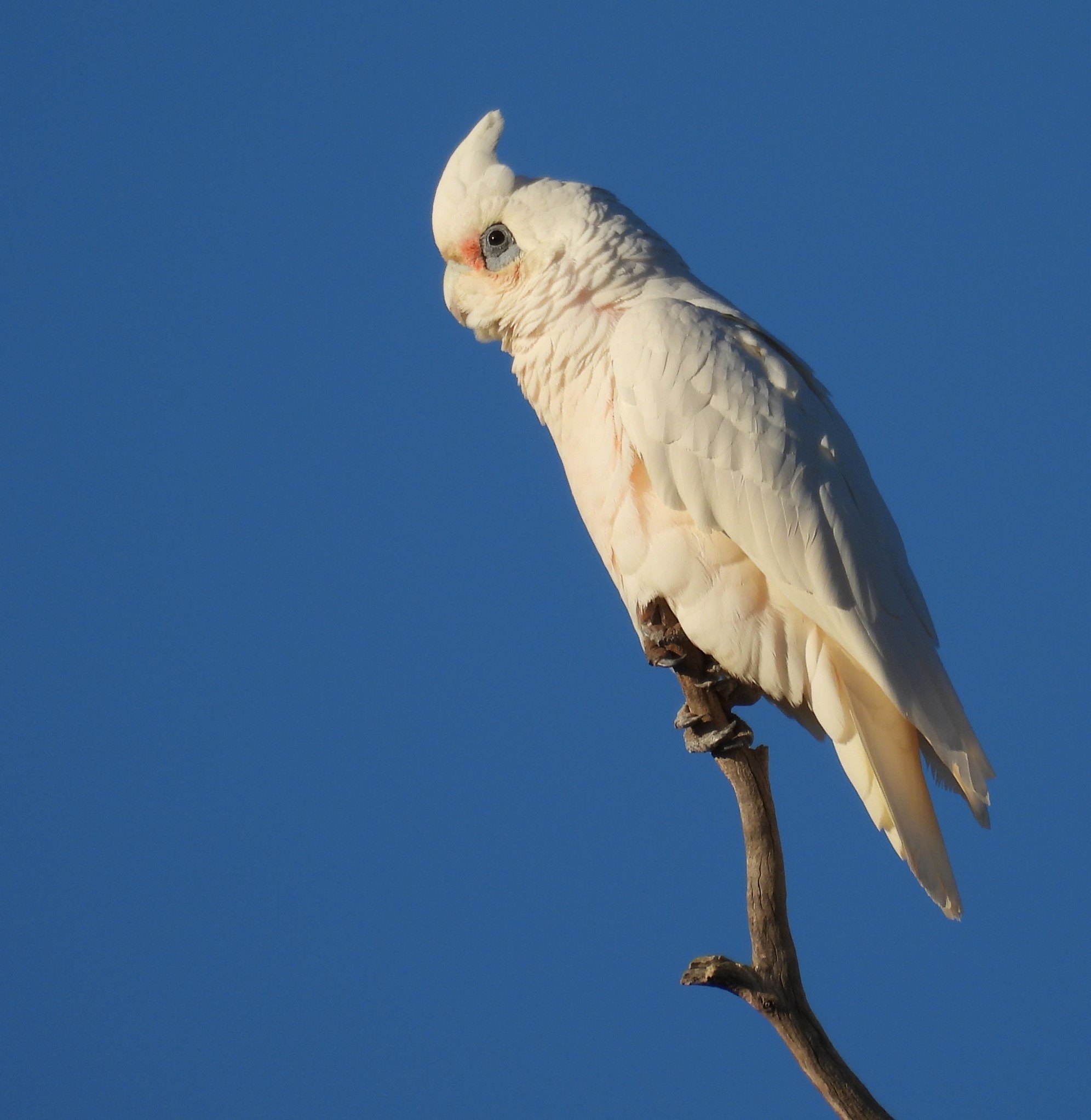 Bowra Sanctuary, Jul 2021 – Bird Spots
