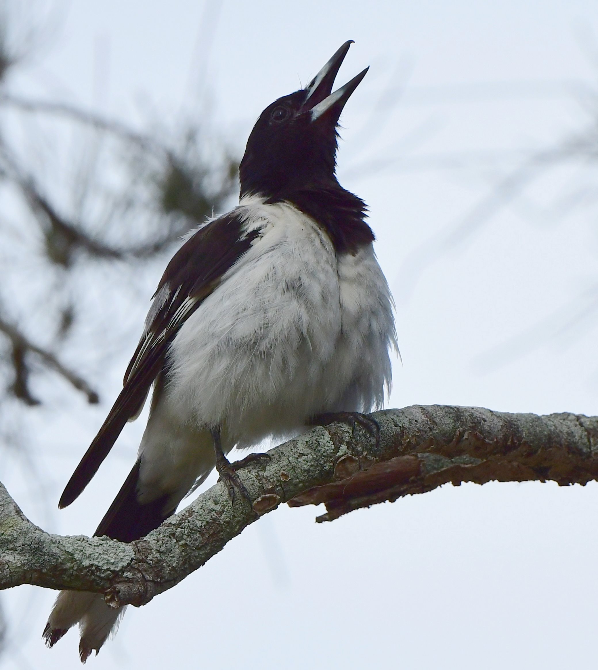 Mookin-Bah Reserve, Dec 2020-May 2021 – Bird Spots