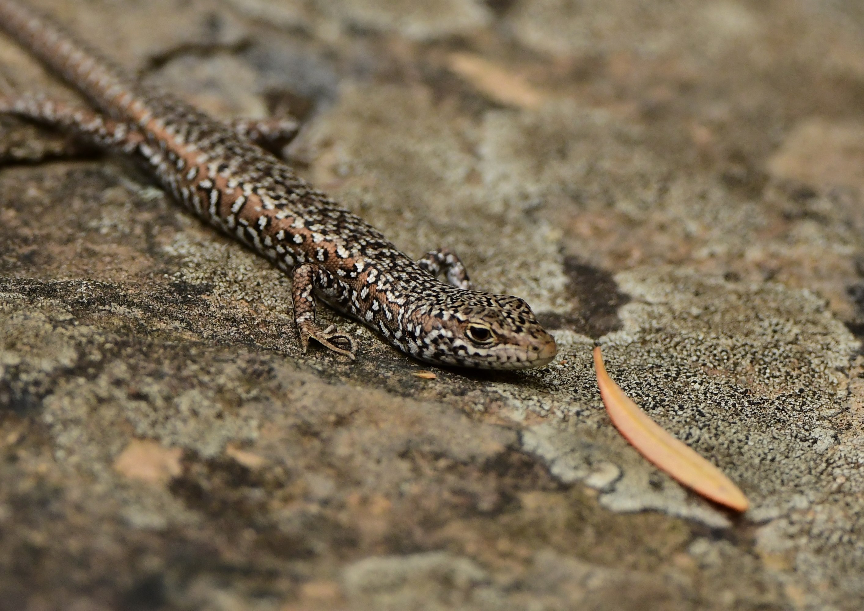 Cataract Gorge, Feb 2021 – Bird Spots