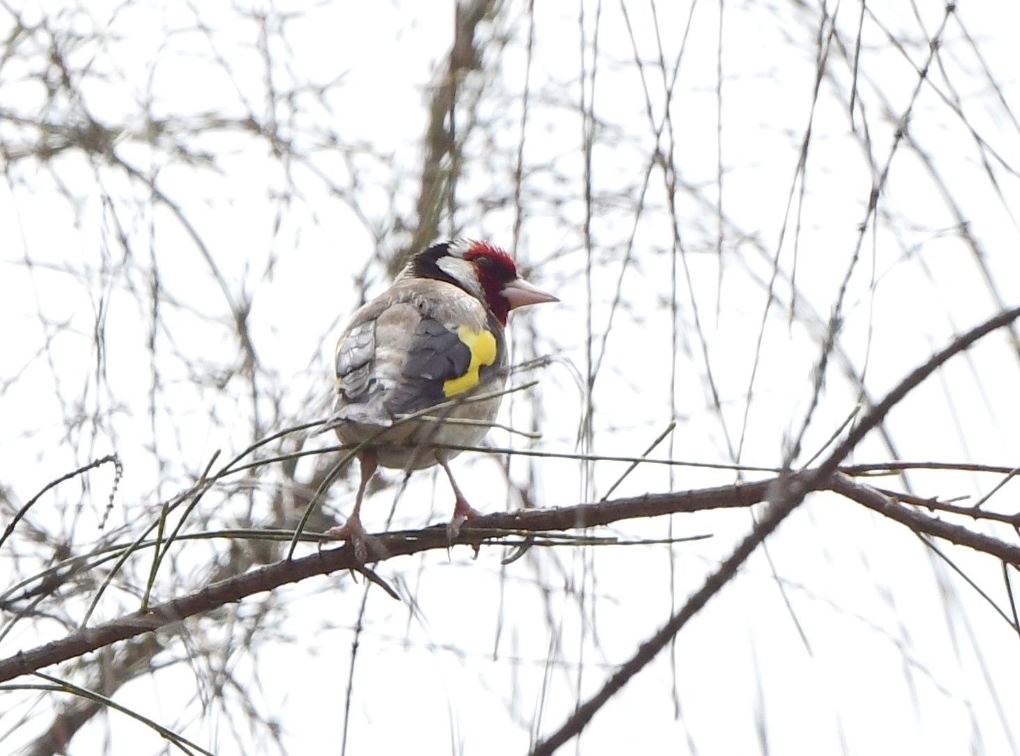Cataract Gorge, Feb 2021 – Bird Spots