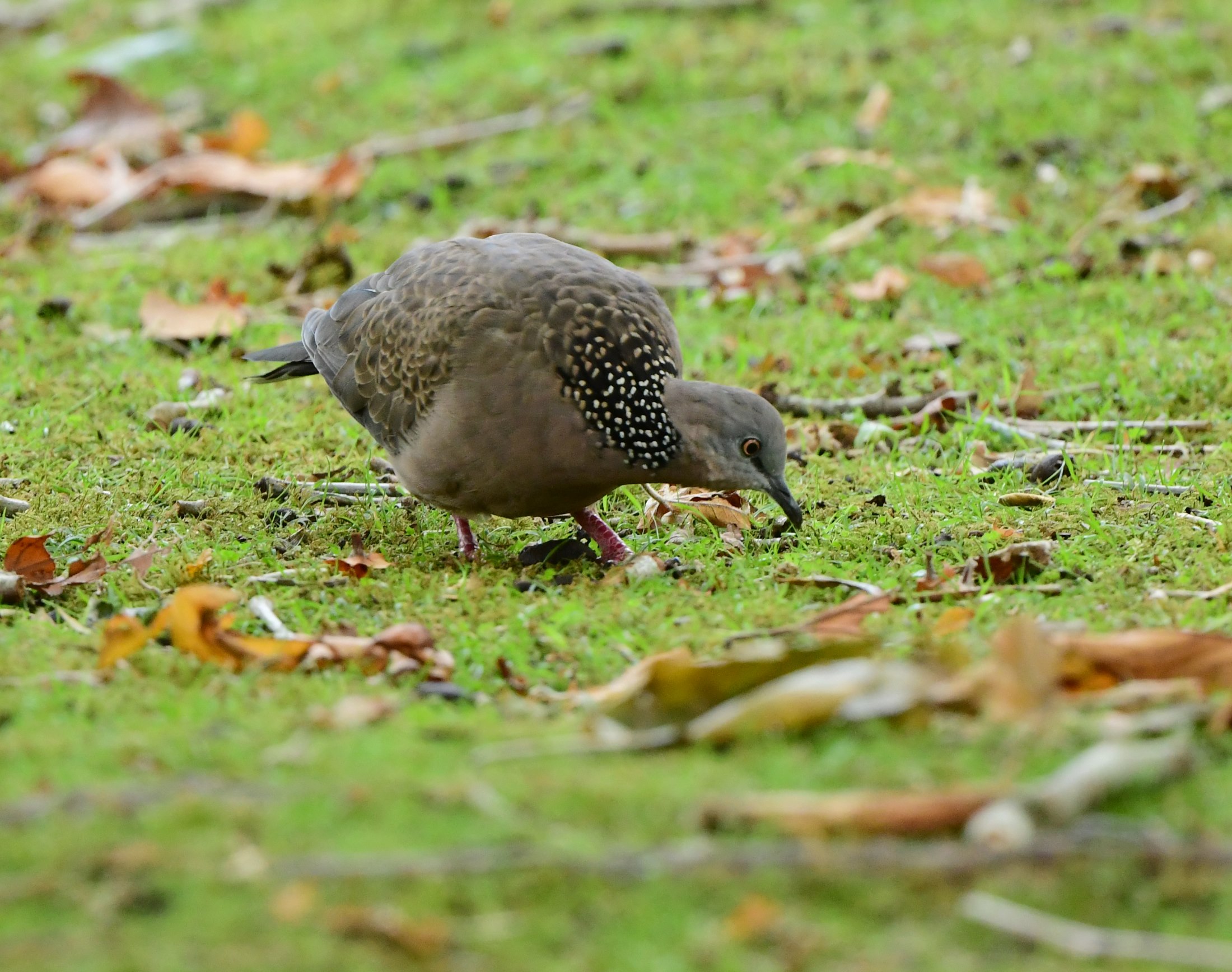 Cataract Gorge, Feb 2021 – Bird Spots
