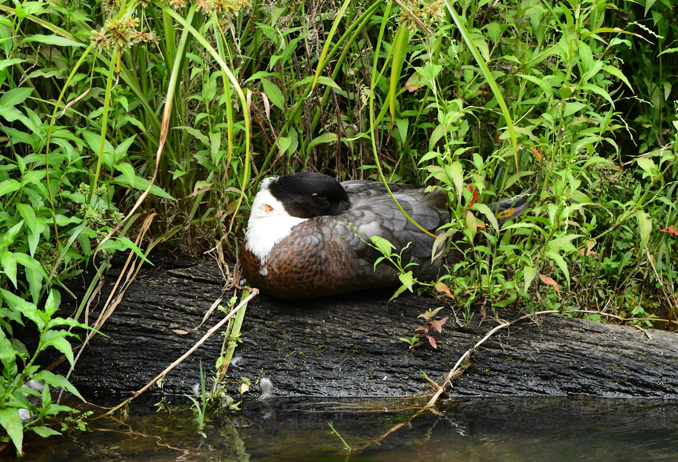 Cataract Gorge, Feb 2021 – Bird Spots