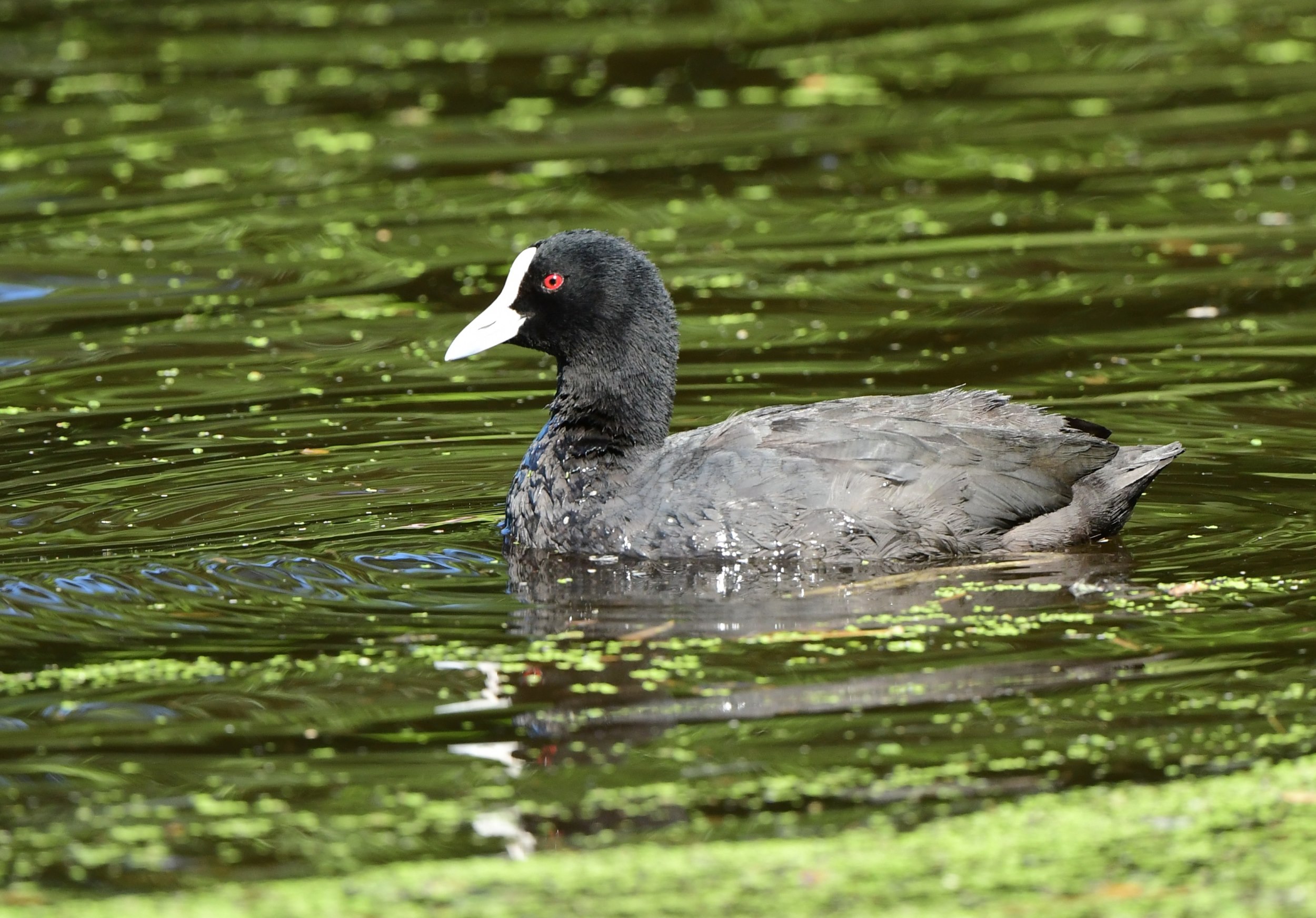 Mt Coot-tha Botanic Gardens, Mar-Dec 2021 – Bird Spots