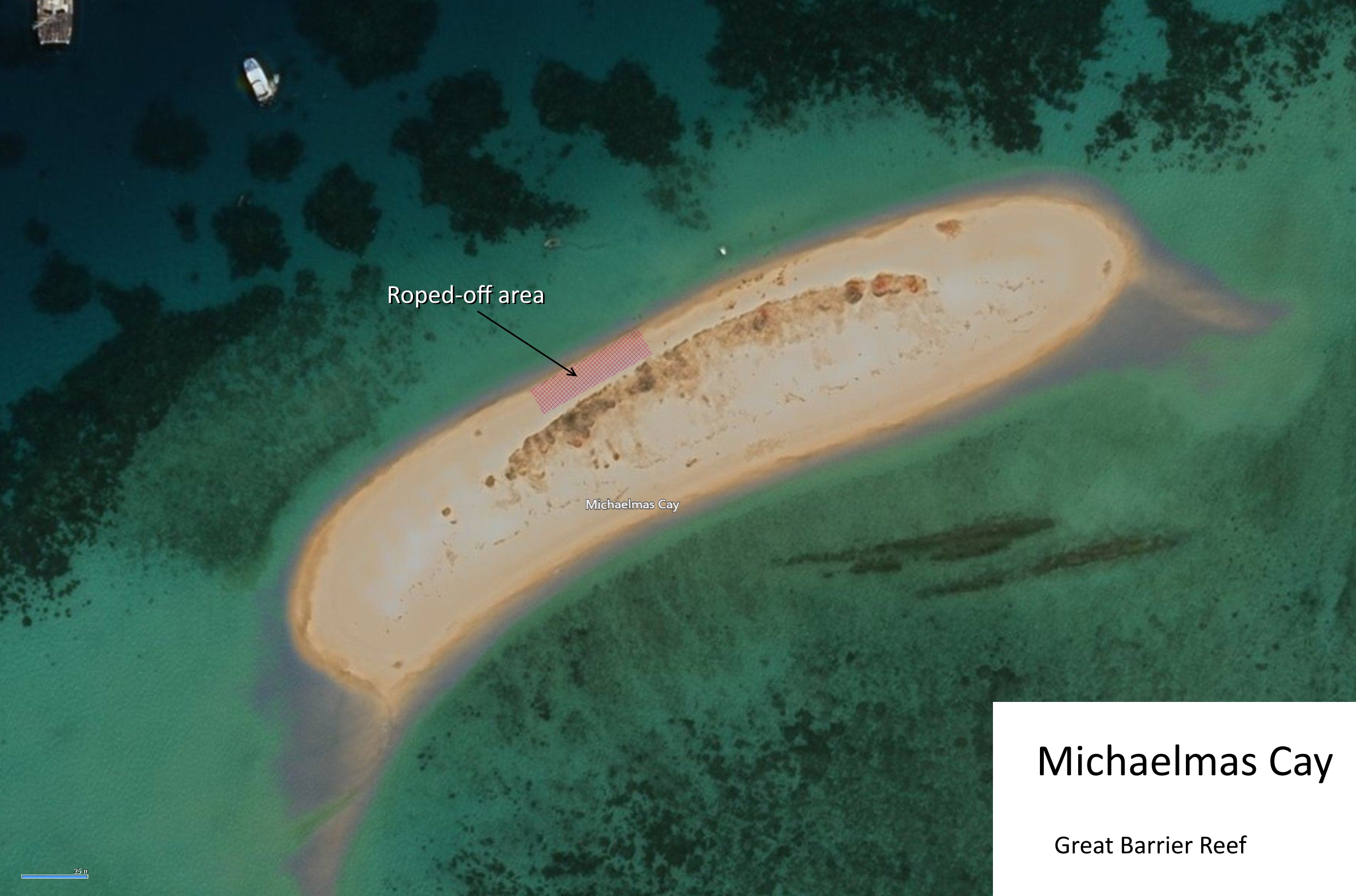 Michaelmas Cay, Apr 2021 – Bird Spots