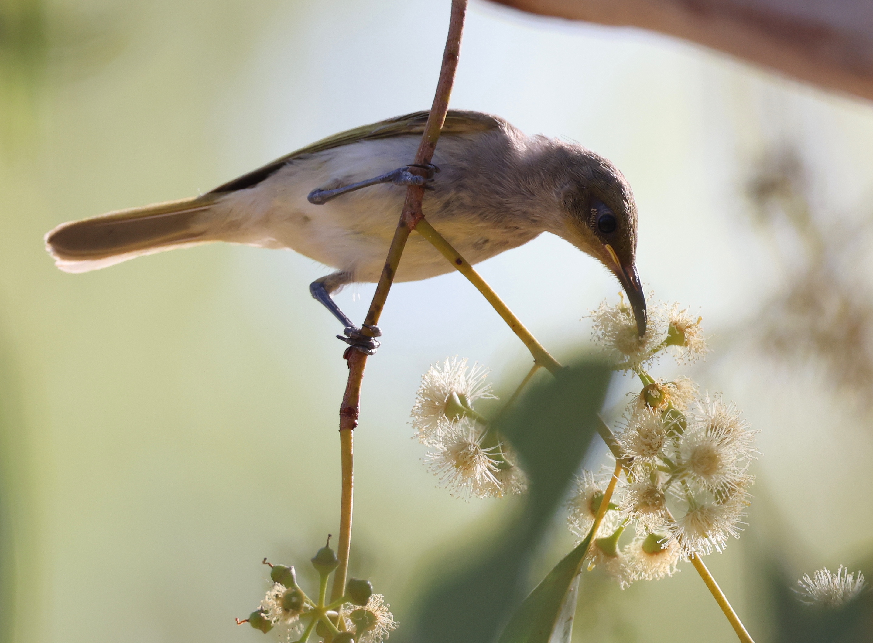 Nitmiluk (Katherine) Gorge and Katherine, Jul 2022 – Bird Spots