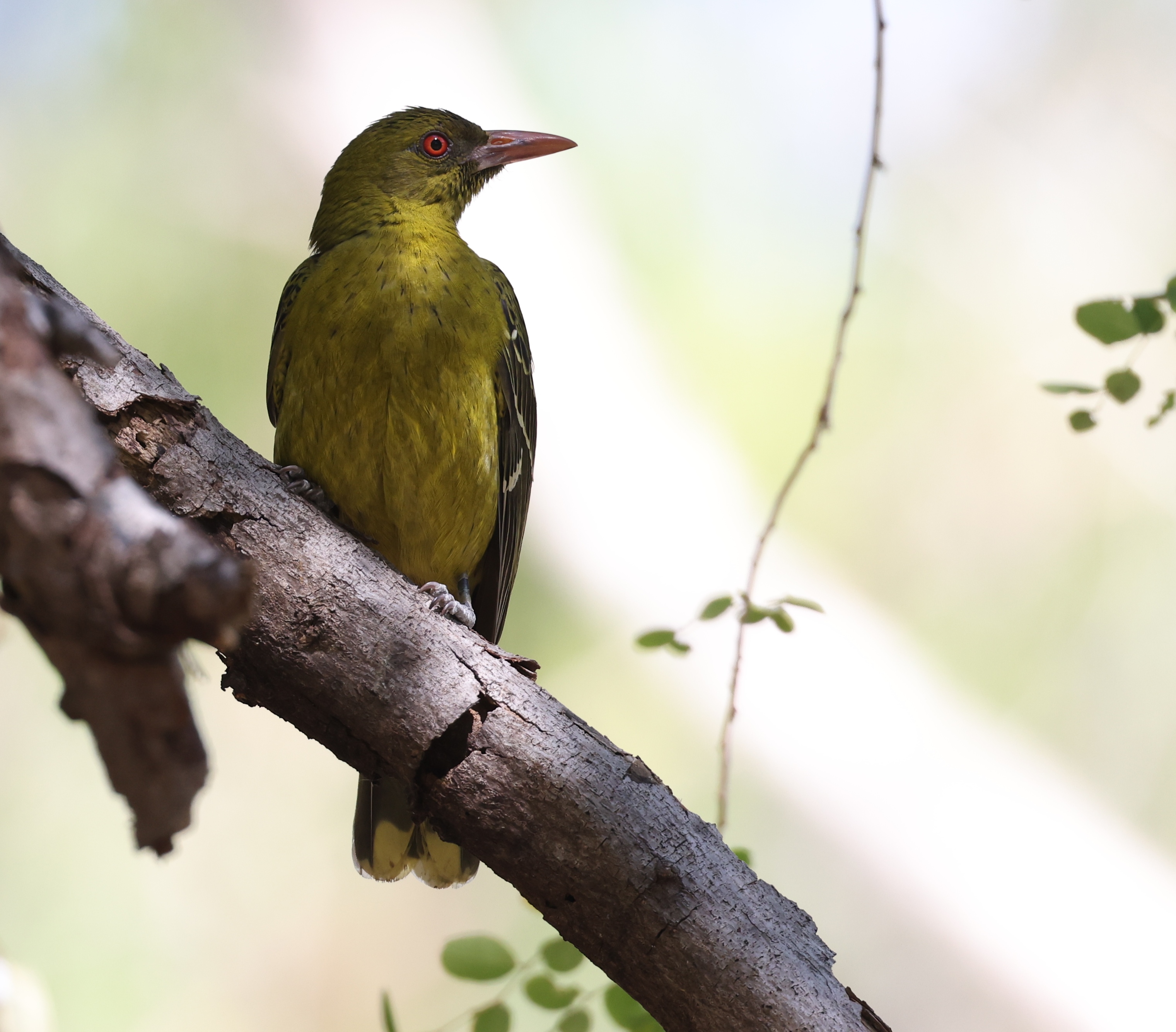 Nitmiluk (Katherine) Gorge and Katherine, Jul 2022 – Bird Spots