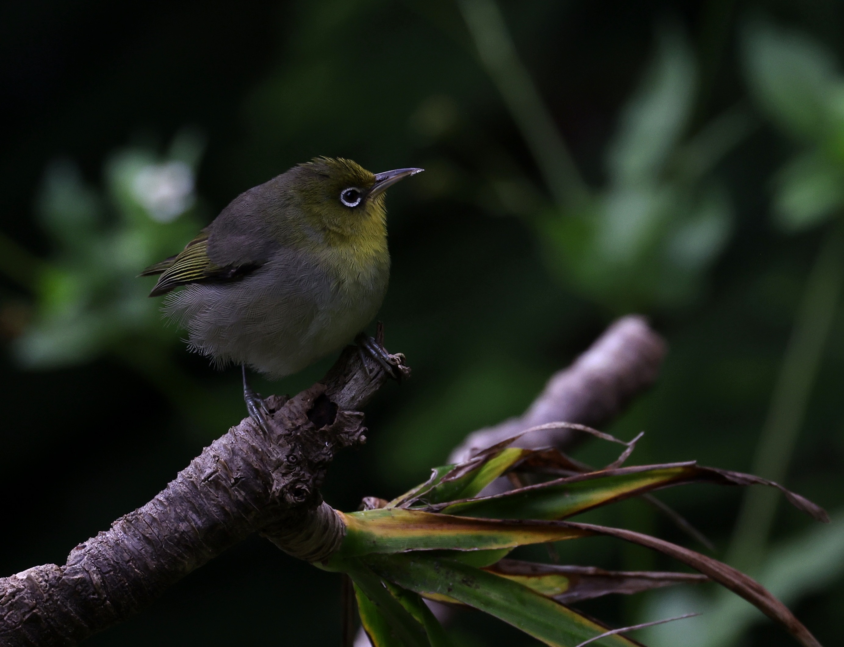Norfolk Island, Oct 2022 – Bird Spots