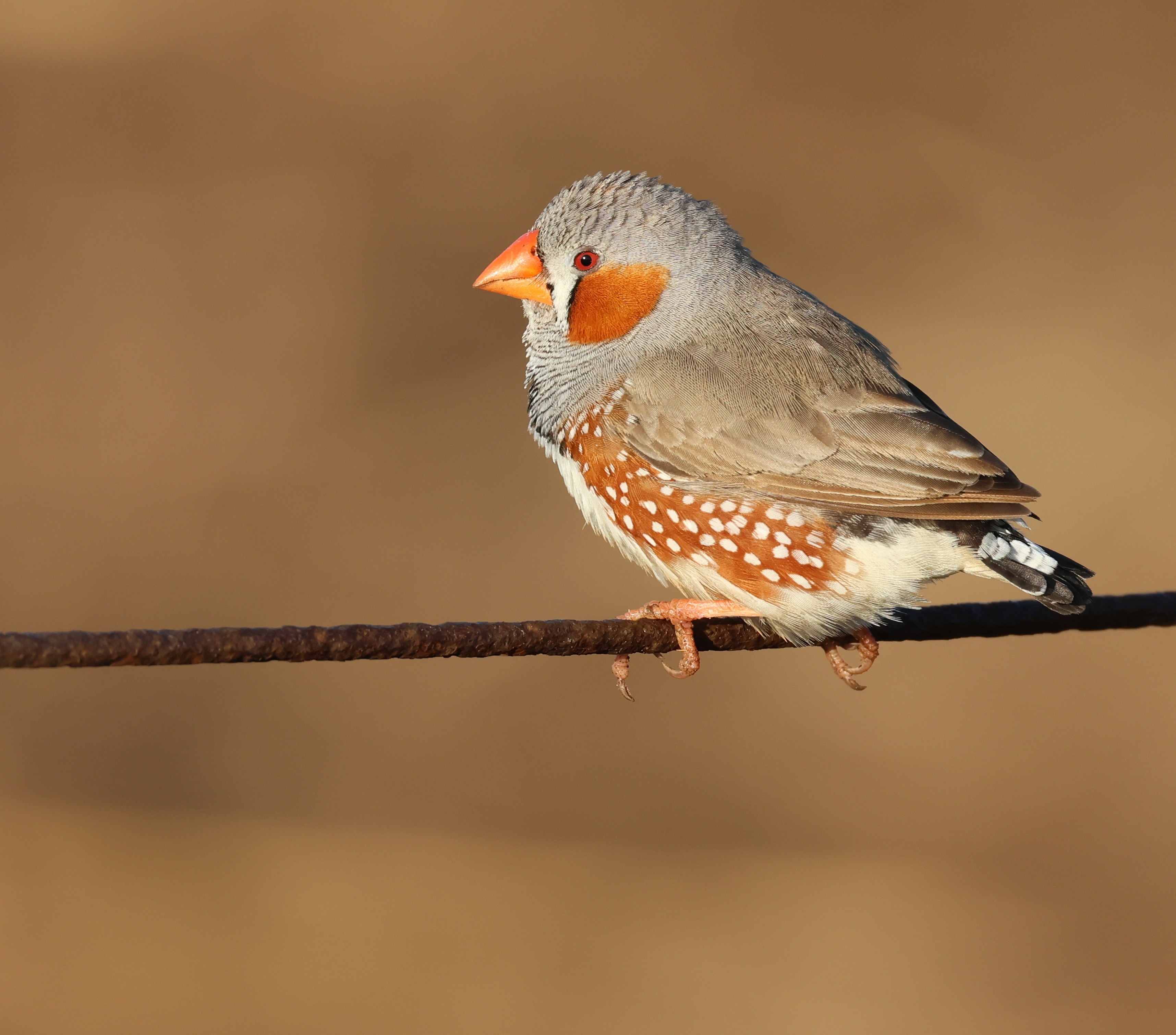 Oakey, 2021-2023 – Bird Spots