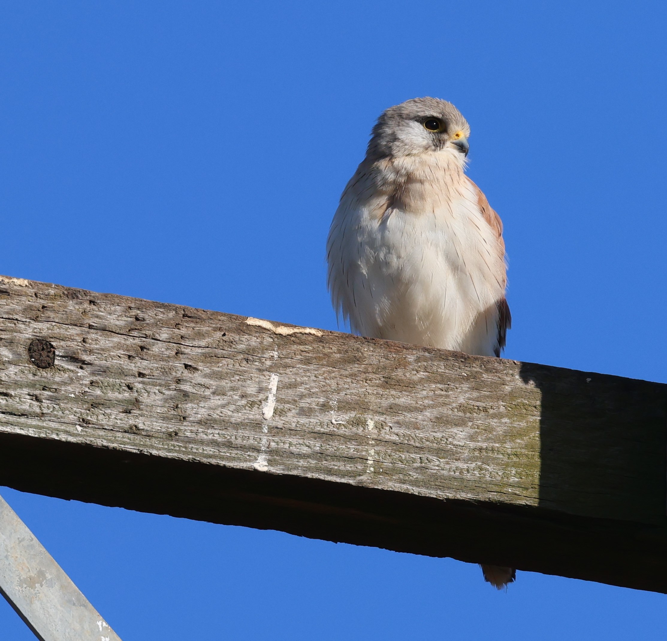Oakey, 2021-2023 – Bird Spots