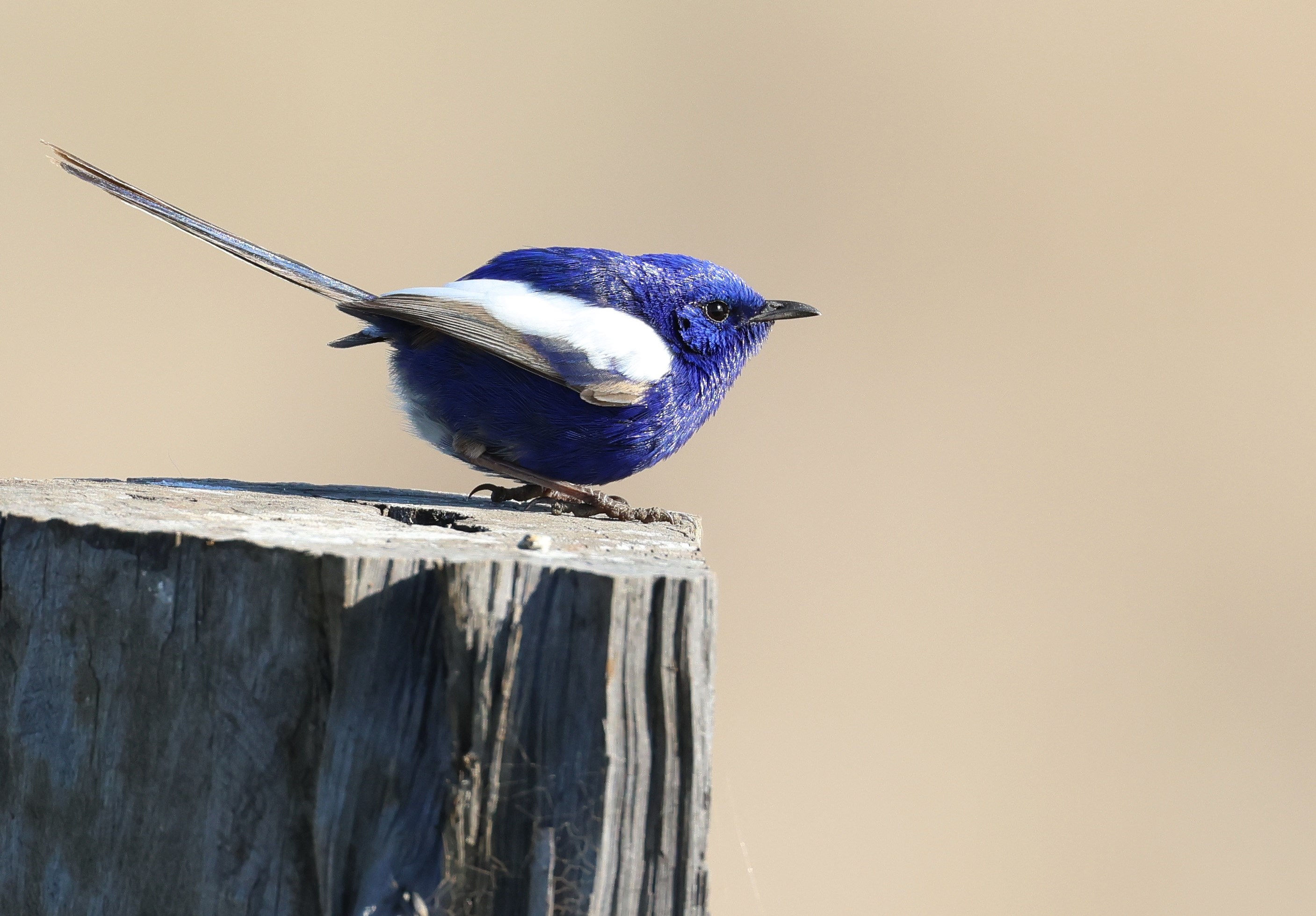 Oakey, 2021-2023 – Bird Spots
