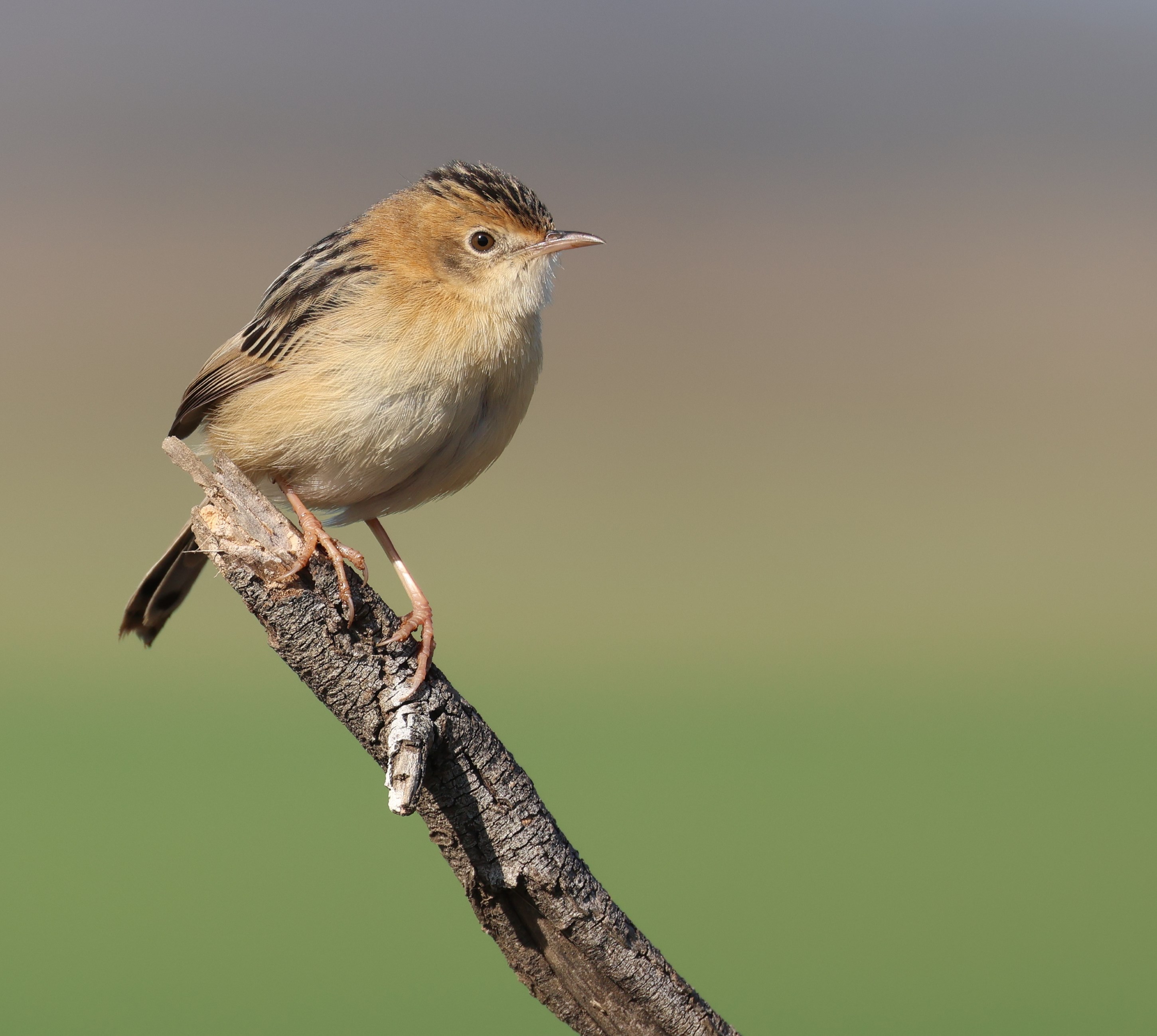 Oakey, 2021-2023 – Bird Spots