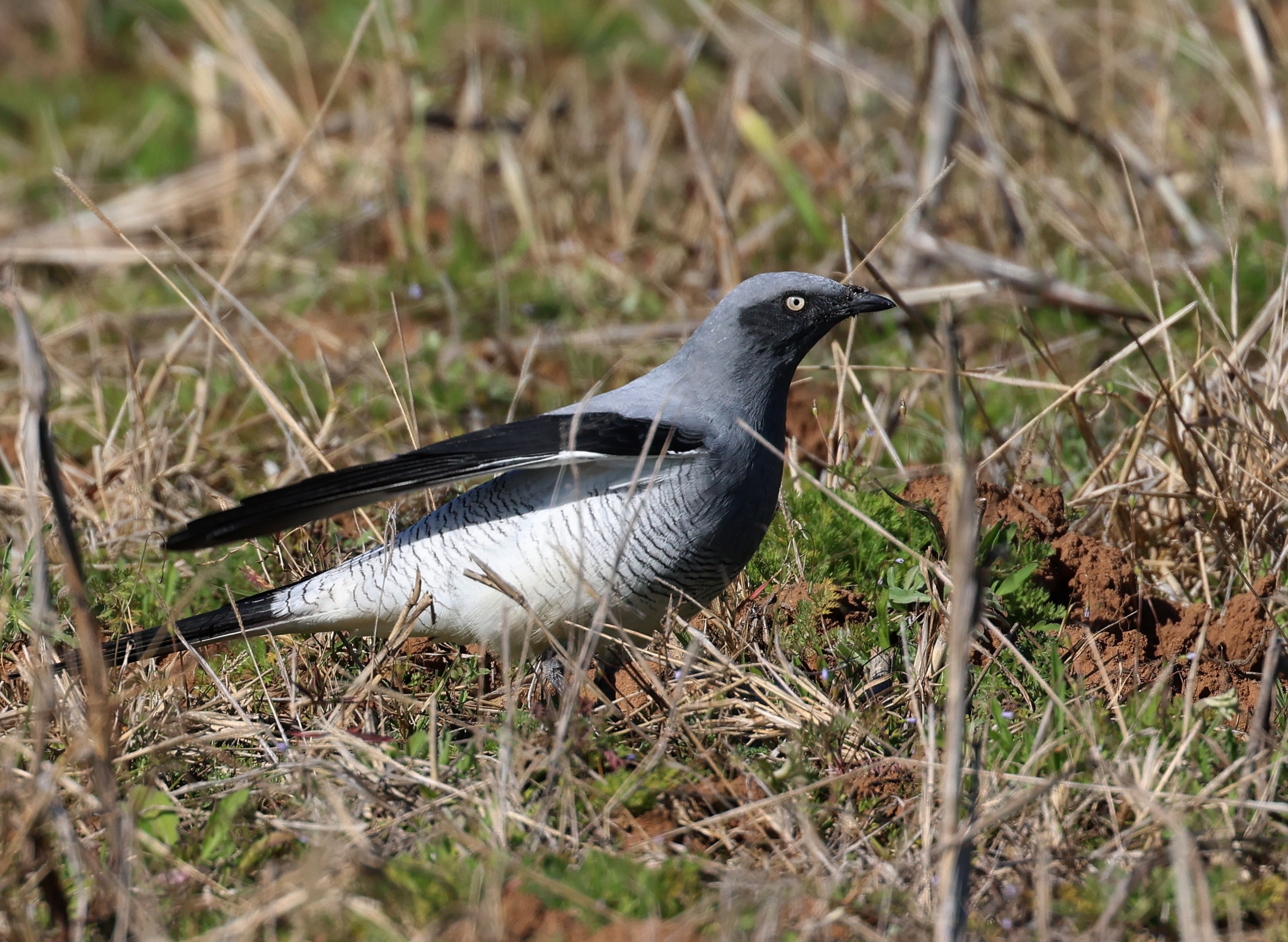 Oakey, 2021-2023 – Bird Spots