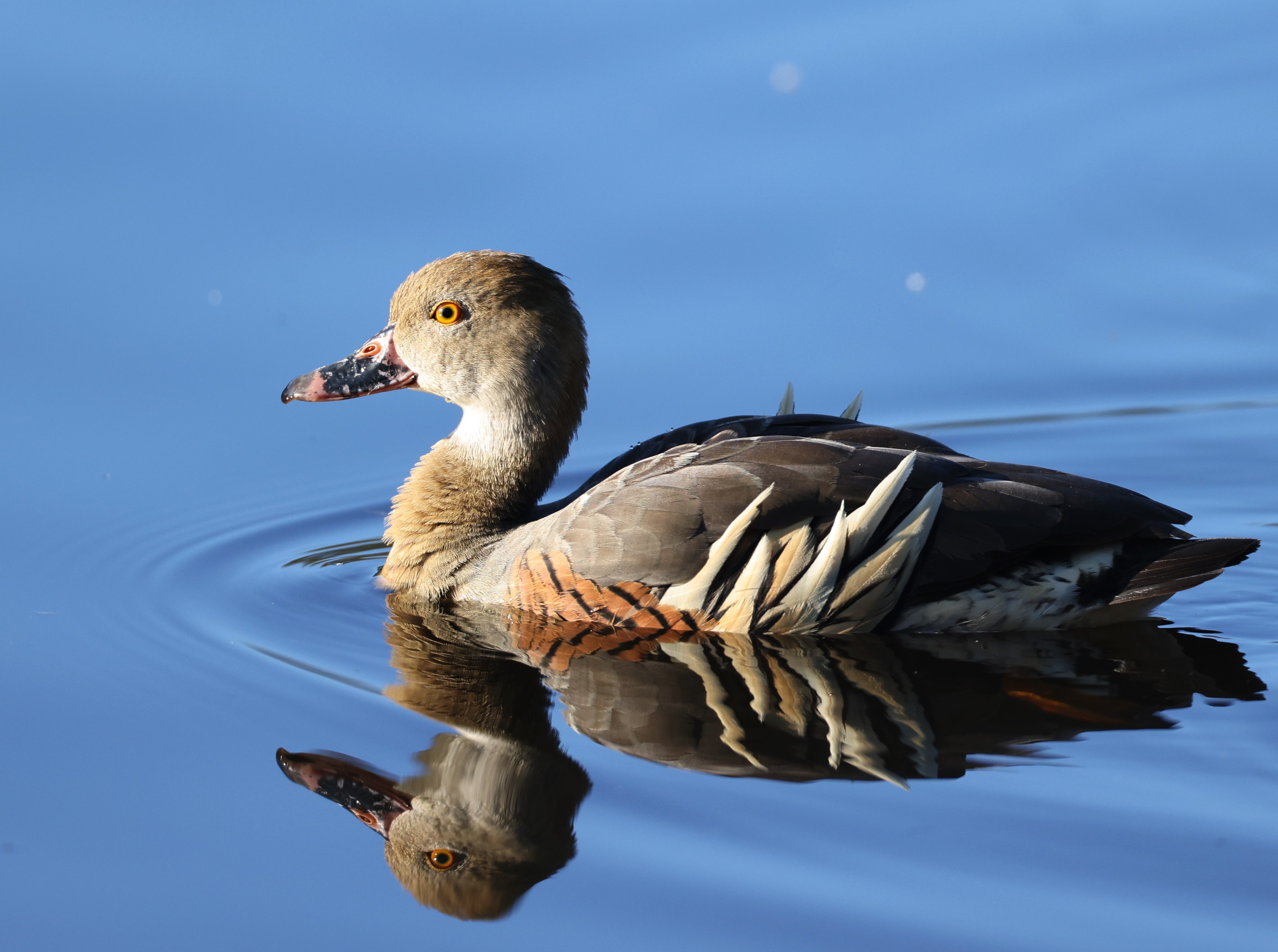 Lake Galletly, 2021-2022 – Bird Spots