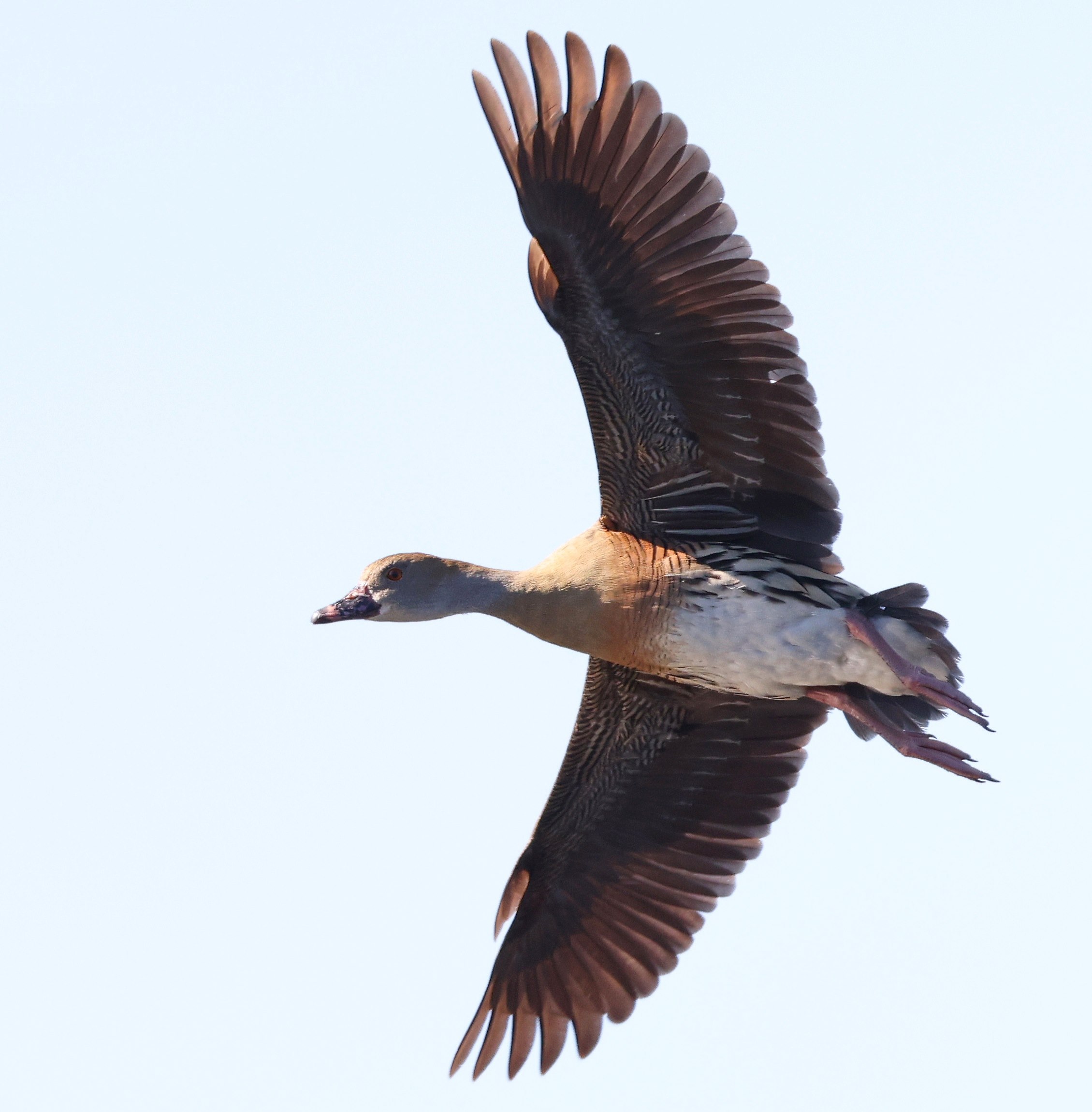 Lake Galletly, 2021-2022 – Bird Spots
