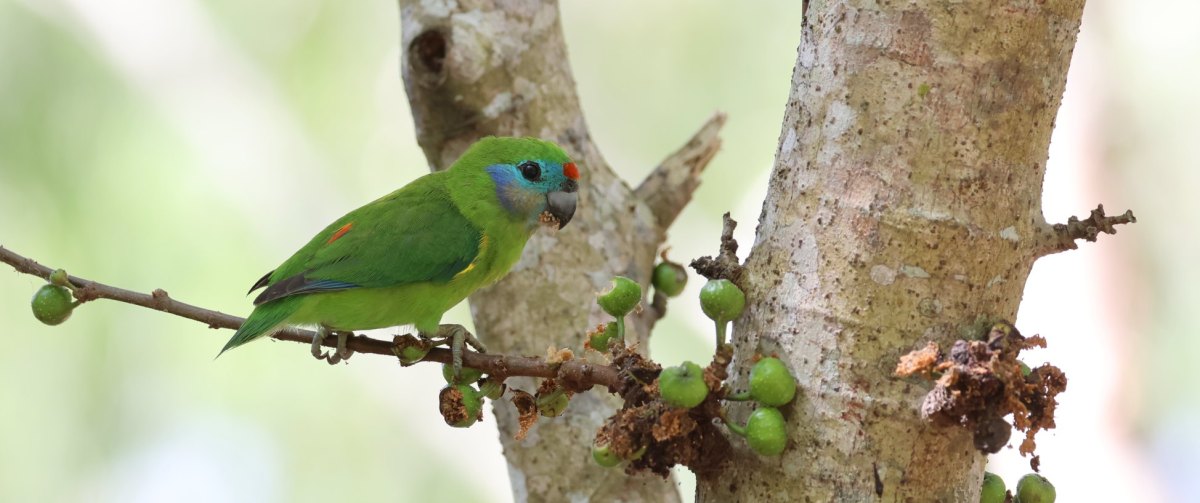 Cairns-Daintree-Julatten Christmas trip, 2022 – Bird Spots