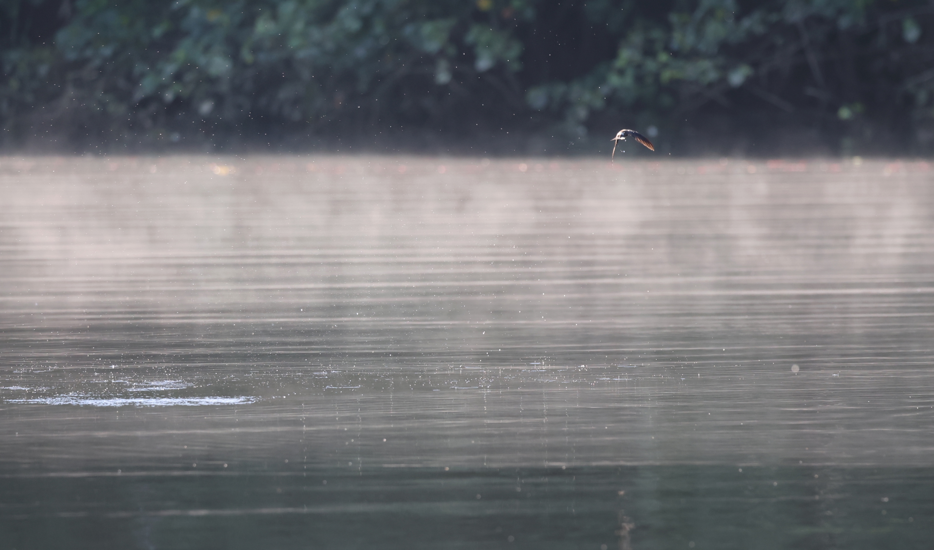Cairns-Daintree-Julatten Christmas trip, 2022 – Bird Spots