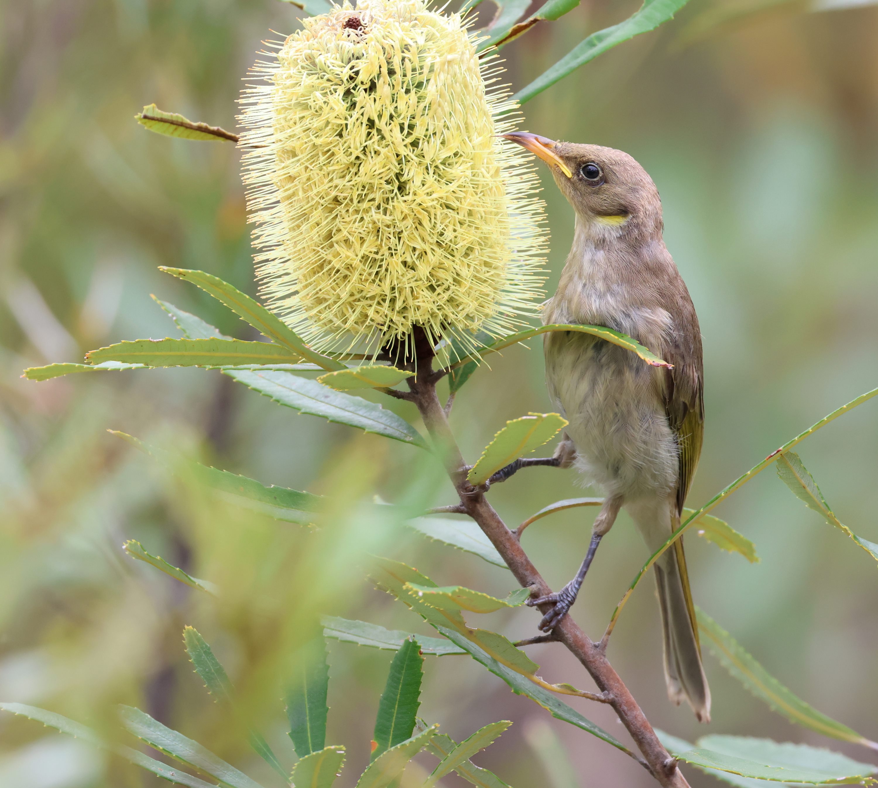 Fuscous Honeyeater – Bird Spots