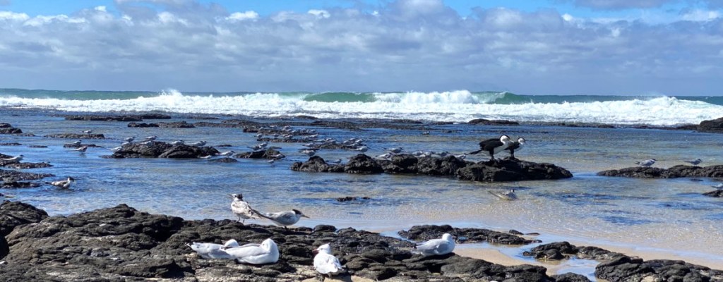 Flat Rock, Ballina, 2022-2023 – Bird Spots