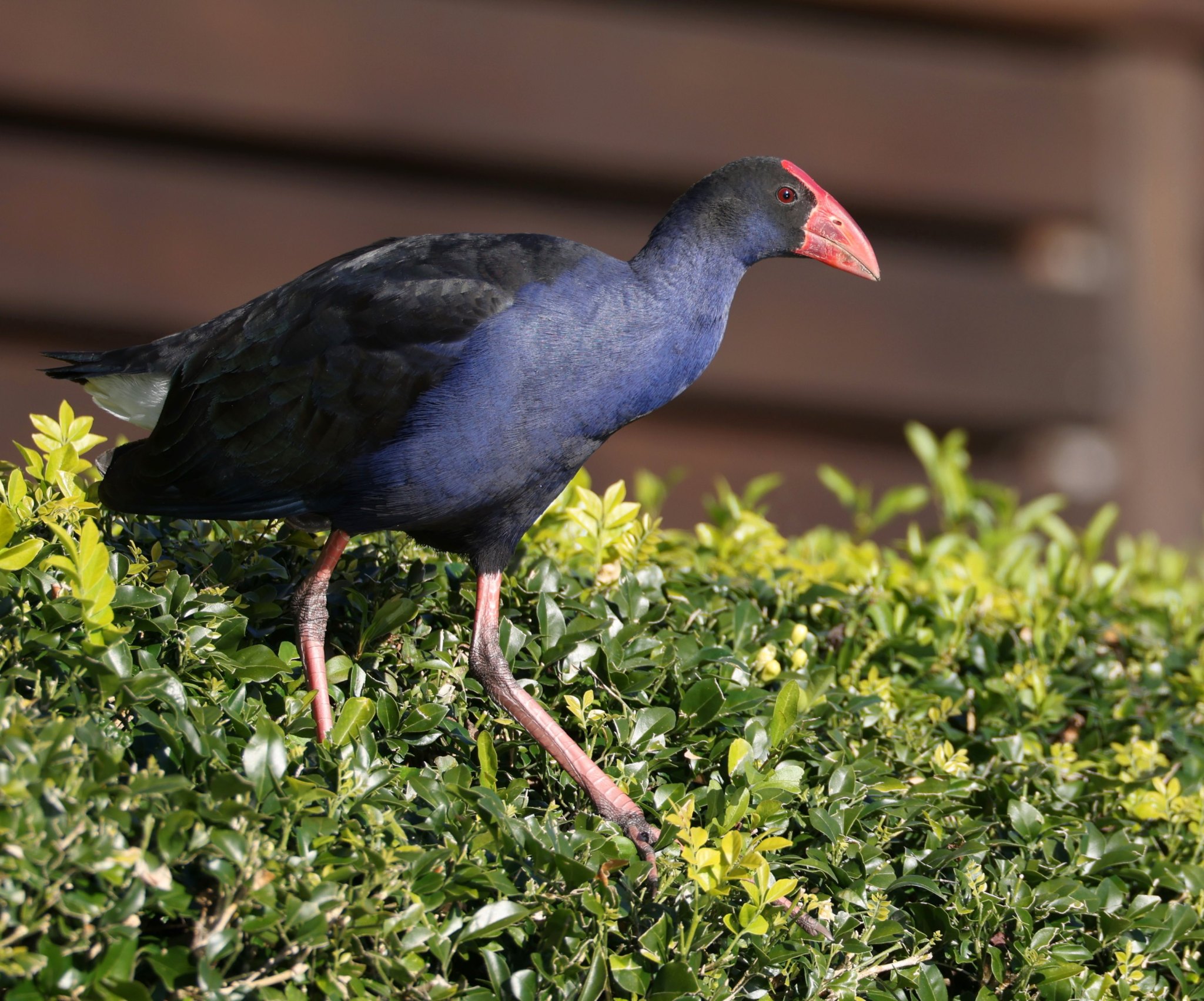 West Lake Robina, 2021-2023 – Bird Spots